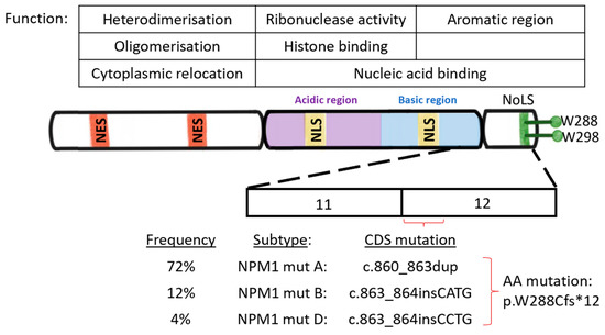 Targeting and Monitoring Acute Myeloid Leukaemia with Nucleophosmin-1 ...