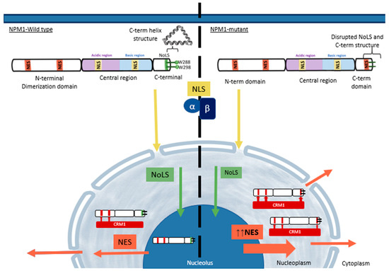 Targeting and Monitoring Acute Myeloid Leukaemia with Nucleophosmin-1 (NPM1) Mutation
