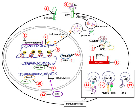 Targeting and Monitoring Acute Myeloid Leukaemia with Nucleophosmin-1 (NPM1) Mutation