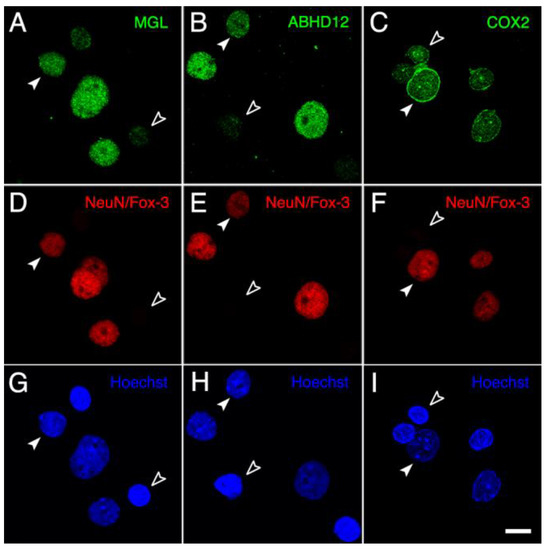 Endocannabinoid 2-Arachidonoylglycerol Synthesis and Metabolism at ...