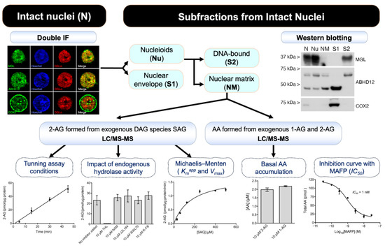 Endocannabinoid 2-Arachidonoylglycerol Synthesis and Metabolism at ...