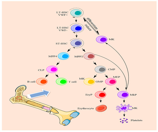 The Application of Ethnomedicine in Modulating Megakaryocyte ...