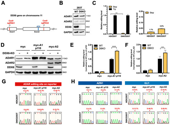 RNA Helicase DDX6 Regulates A-to-I Editing and Neuronal Differentiation ...