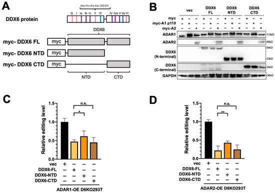 RNA Helicase DDX6 Regulates A-to-I Editing and Neuronal Differentiation ...