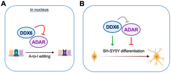 RNA Helicase DDX6 Regulates A-to-I Editing and Neuronal Differentiation ...