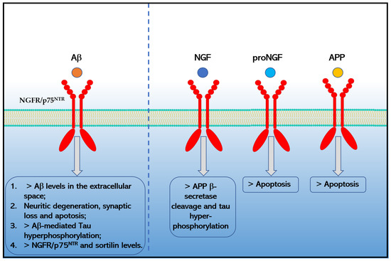 The Nerve Growth Factor Receptor (NGFR/p75NTR): A Major Player in Alzheimer’s Disease