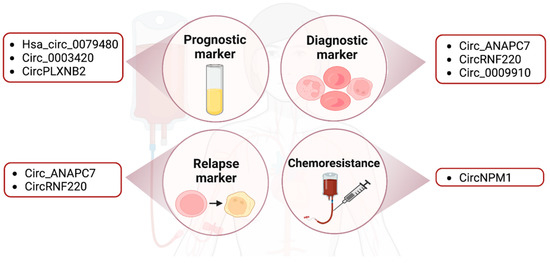IJMS | Free Full-Text | Circular RNAs and Untranslated Regions in Acute Myeloid Leukemia
