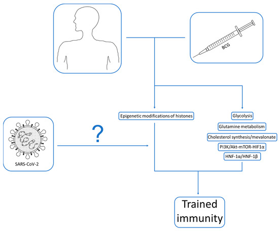 Trained Immunity, BCG and SARS-CoV-2 General Outline and Possible ...