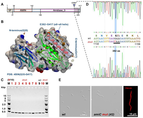 Cell Sorting-Directed Selection of Bacterial Cells in Bigger Sizes ...