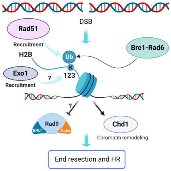 The Chromatin Landscape around DNA Double-Strand Breaks in Yeast and ...