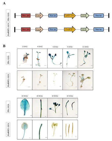 Overexpression of the Liriodendron tulipifera BOP2 Gene (LtuBOP2 ...