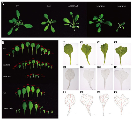 Overexpression of the Liriodendron tulipifera BOP2 Gene (LtuBOP2 ...