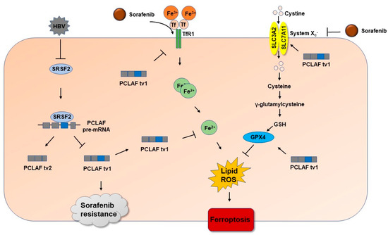 HBV Enhances Sorafenib Resistance in Hepatocellular Carcinoma by ...