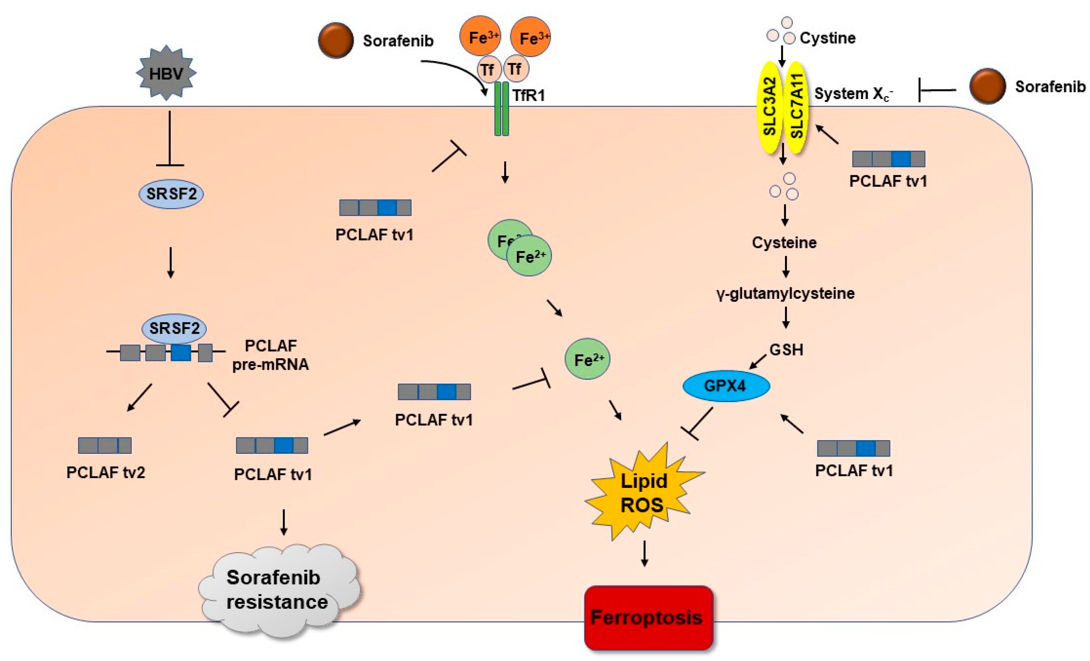 HBV Enhances Sorafenib Resistance in Hepatocellular Carcinoma by ...