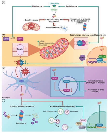 PPARs and Their Neuroprotective Effects in Parkinson’s Disease: A Novel ...