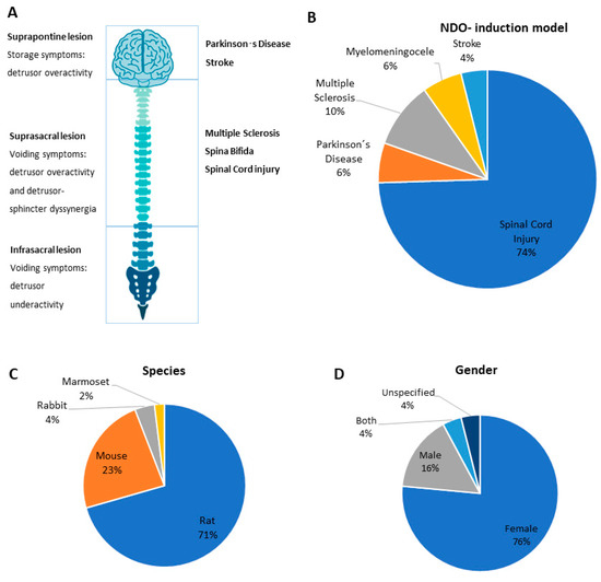 Molecular Mechanism Operating in Animal Models of Neurogenic Detrusor ...