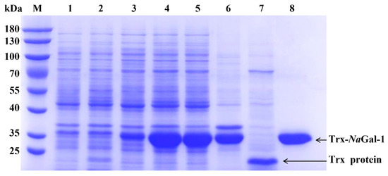 Molecular Cloning and Functional Characterization of Galectin-1 in ...