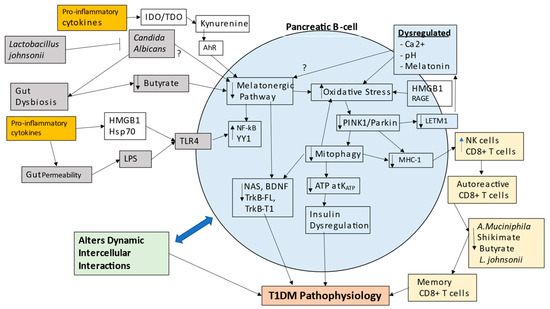 Type I Diabetes Pathoetiology and Pathophysiology: Roles of the Gut ...