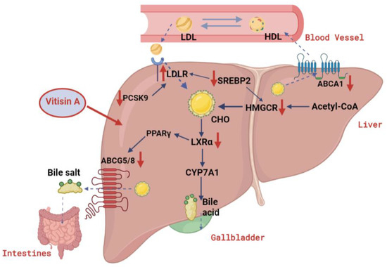 Cholesterol-Lowering Activity of Vitisin A Is Mediated by Inhibiting ...