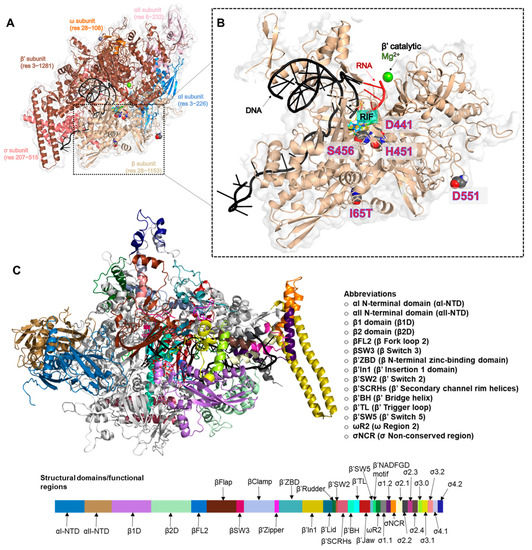 Investigation of Multi-Subunit Mycobacterium tuberculosis DNA-Directed ...