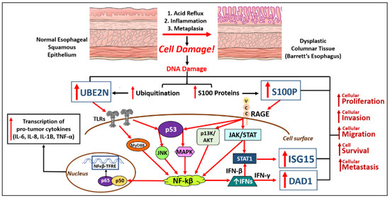 Biomarkers for Early Detection, Prognosis, and Therapeutics of ...
