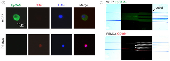 Label-Free Separation of Circulating Tumor Cells and Clusters by ...