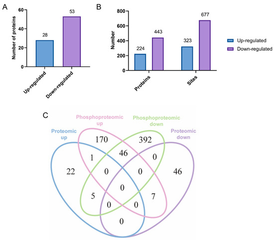Integrative Proteomics and Phosphoproteomics Analysis of the Rat ...