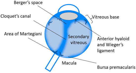 Vitreous Substitutes from Bench to the Operating Room in a ...