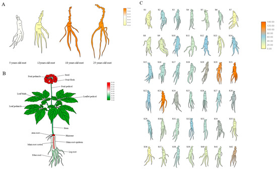 Functional Study of PgGRAS68-01 Gene Involved in the Regulation of ...