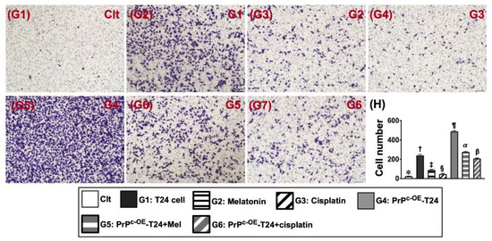 Melatonin-Assisted Cisplatin Suppresses Urinary Bladder Cancer Cell Proliferation and Growth ...