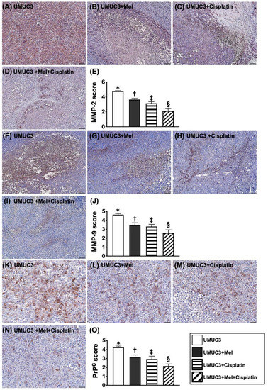 Melatonin-Assisted Cisplatin Suppresses Urinary Bladder Cancer Cell Proliferation and Growth ...