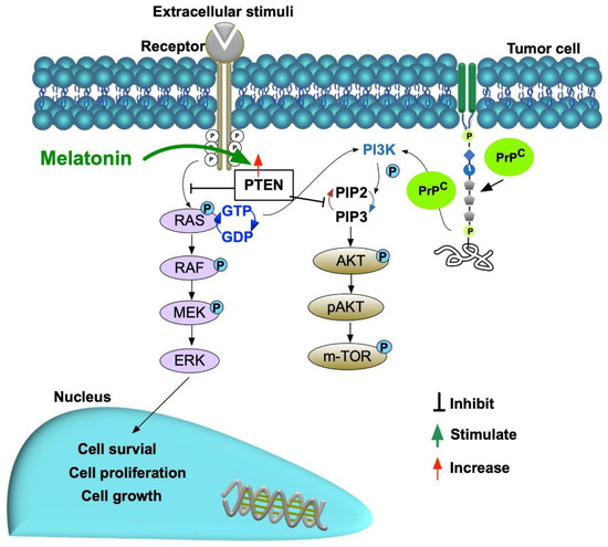 Melatonin-Assisted Cisplatin Suppresses Urinary Bladder Cancer Cell Proliferation and Growth ...