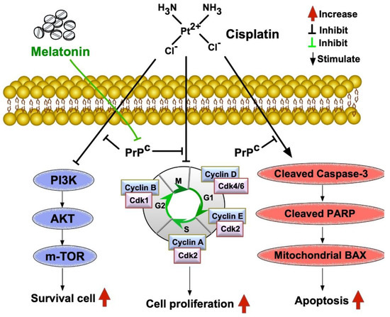 Melatonin-Assisted Cisplatin Suppresses Urinary Bladder Cancer Cell Proliferation and Growth ...