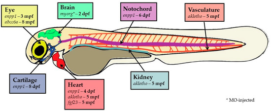 Zebrafish Embryo Anatomy