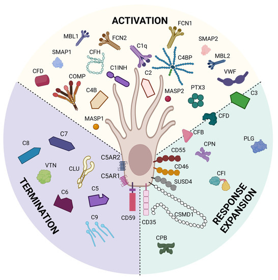 Complementing Testicular Immune Regulation: The Relationship between ...