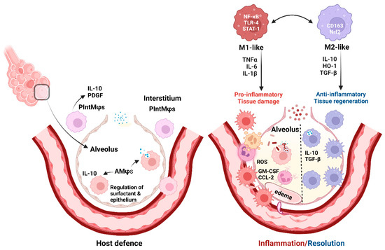 Key Role of Mesenchymal Stromal Cell Interaction with Macrophages in ...