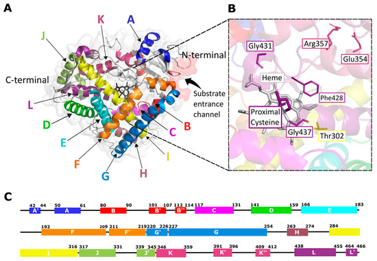 IJMS | Free Full-Text | Human Cytochrome P450 1, 2, 3 Families as ...