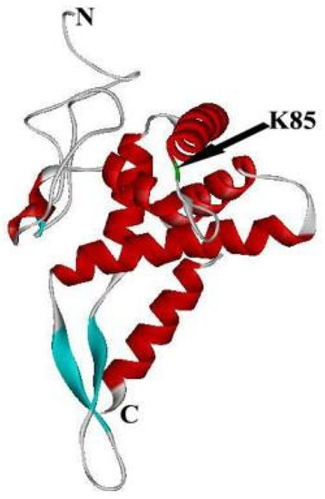 Eukaryotic Ribosomal Protein S5 of the 40S Subunit: Structure and Function