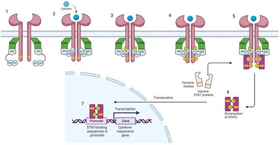 IJMS | Free Full-Text | Tyk2 Targeting in Immune-Mediated Inflammatory Diseases