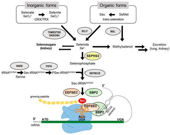 Selenium, Iodine and Iron–Essential Trace Elements for Thyroid Hormone ...