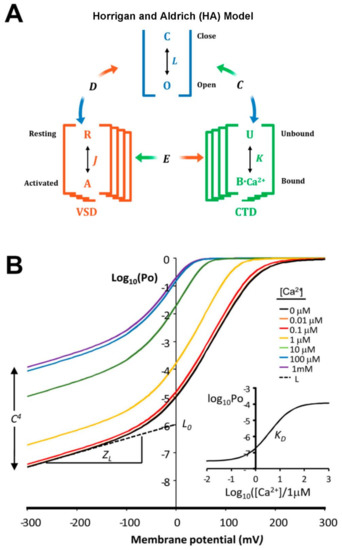 Ca2+- and Voltage-Activated K+ (BK) Channels in the Nervous System: One ...