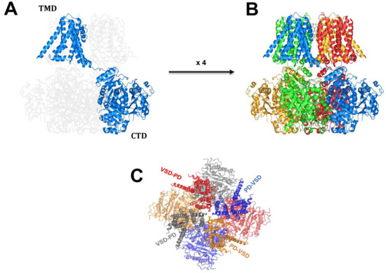 Ca2+- and Voltage-Activated K+ (BK) Channels in the Nervous System: One ...