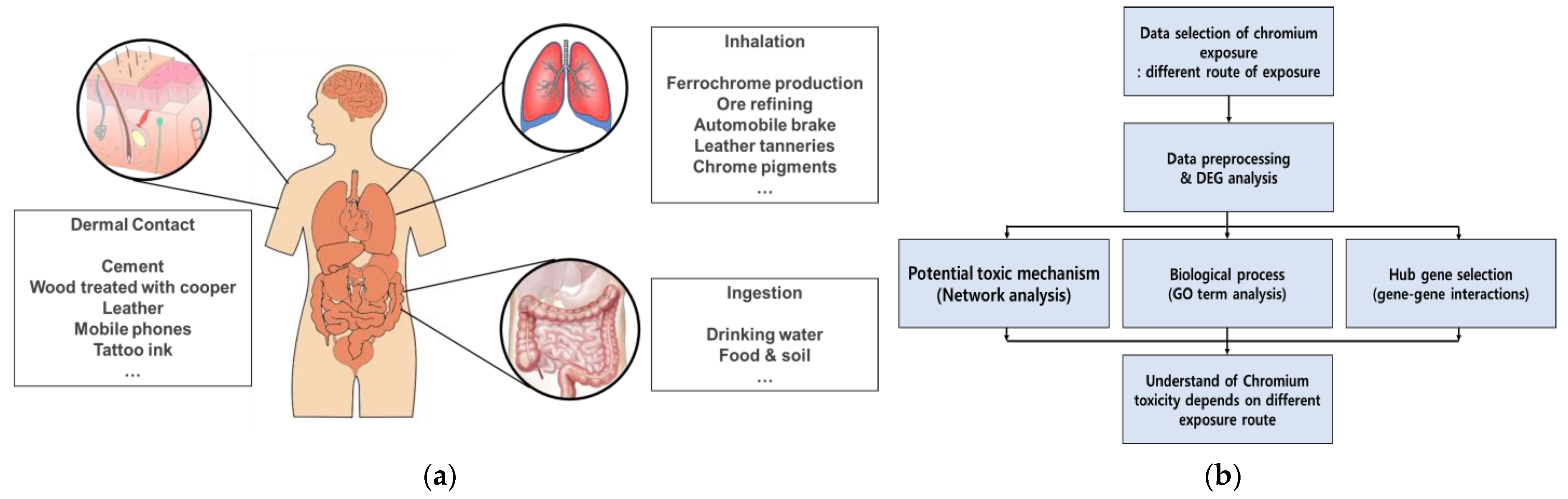 IJMS | Free Full-Text | Adverse Human Health Effects of Chromium by ... IJMS | Free Full-Text | Adverse Human Health Effects of Chromium by ...