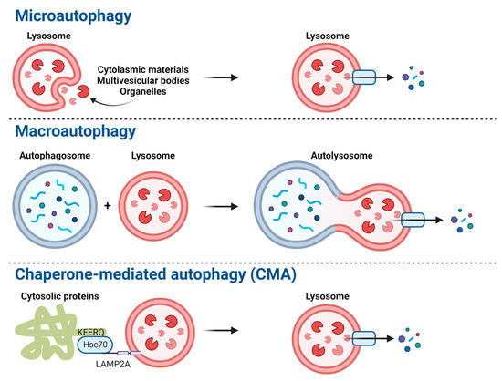 Viruses Binding to Host Receptors Interacts with Autophagy