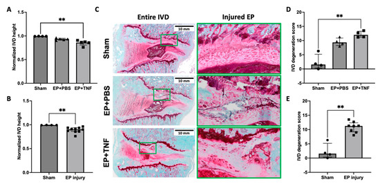 Spinal Cord Sensitization and Spinal Inflammation from an In Vivo Rat ...