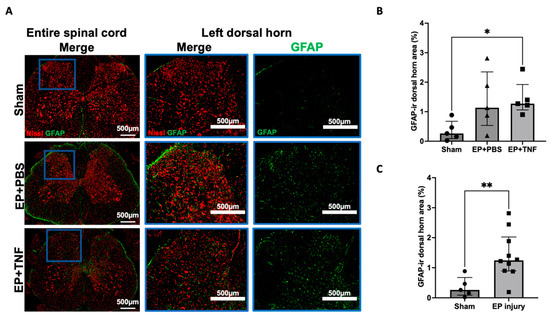 Spinal Cord Sensitization and Spinal Inflammation from an In Vivo Rat ...