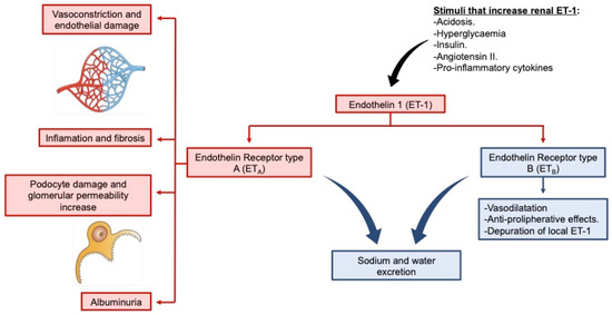 Endothelin Receptor Antagonists in Kidney Disease