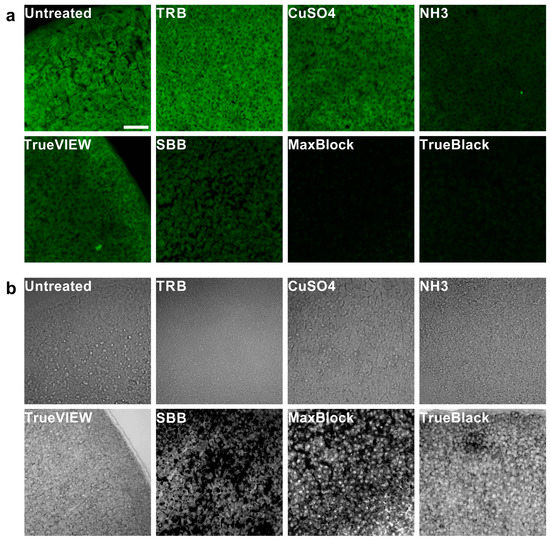 Characterizing and Quenching Autofluorescence in Fixed Mouse Adrenal ...