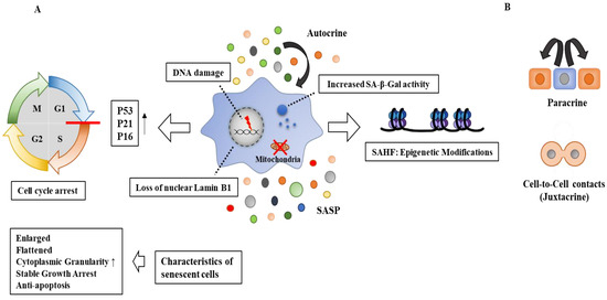 The Potential of Senescence as a Target for Developing Anticancer Therapy