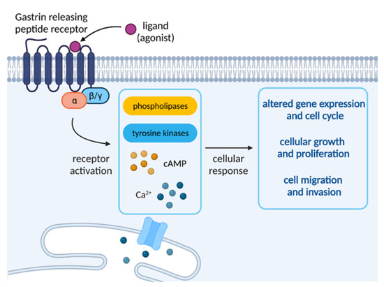 Nanostrategies for Therapeutic and Diagnostic Targeting of Gastrin ...